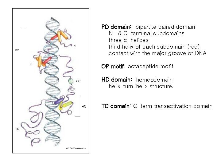 Groucho suppresses Pax 2 transactivation by inhibition of