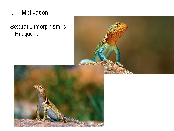 Sexual Selection I Motivation Sexual Dimorphism is Frequent