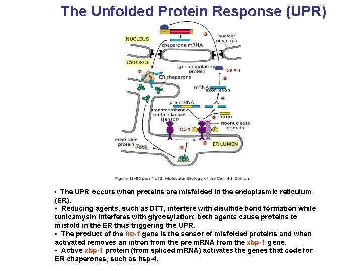 The Unfolded Protein Response in C Elegans Biology