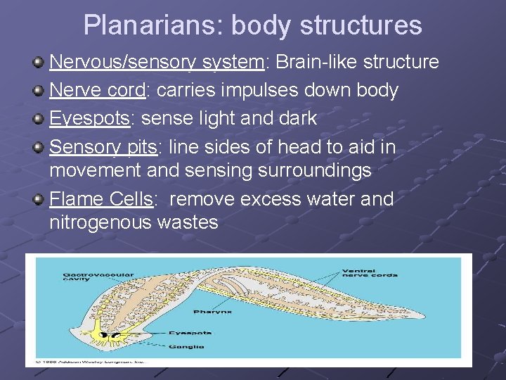 FLATWORMS Unit 11 Invertebrates IN 257 259 Phylum