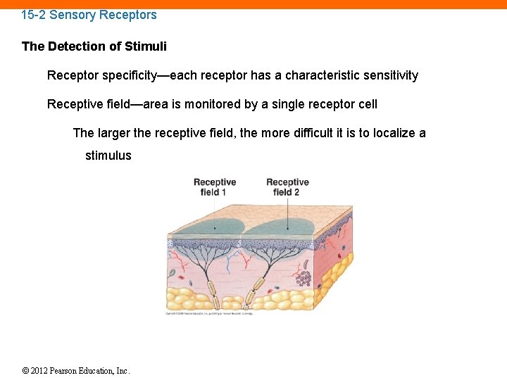 FUNDAMENTALS OF ANATOMY AND PHYSIOLOGY Mrs Willie Grant
