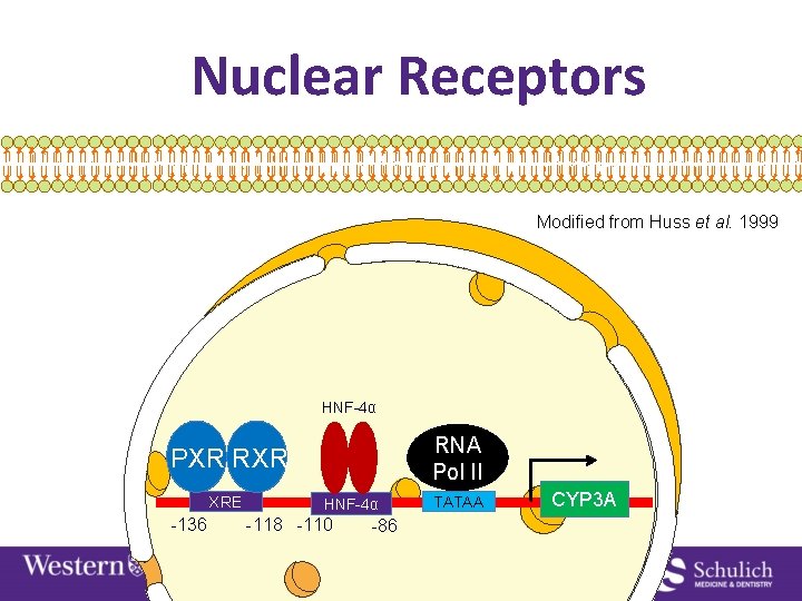Department of Physiology and Pharmacology Decreased Nuclear Receptor