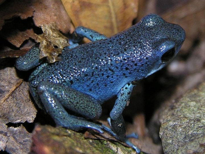 Phylum Chordata Class Amphibia 1 Class Amphibia A