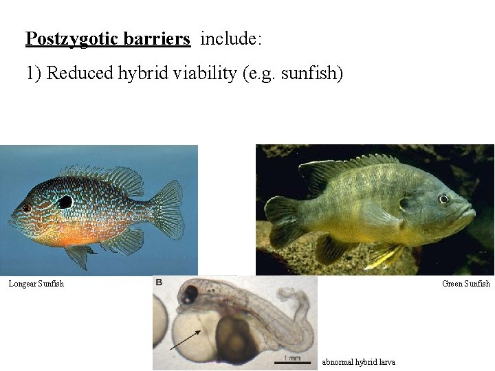 Last day talking about speciation ended discussing different