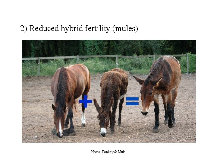 Last day talking about speciation ended discussing different