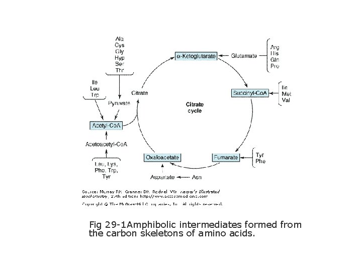 Fig 29 1 Amphibolic intermediates formed from the