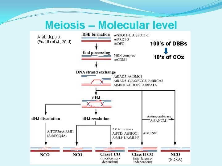 Properties of Interference and Noninterference Crossover Pathways in