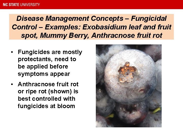 Blueberry Disease Management Bill Cline Entomology and Plant