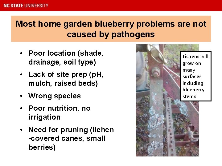 Blueberry Disease Management Bill Cline Entomology and Plant