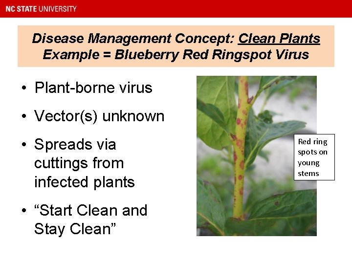 Blueberry Disease Management Bill Cline Entomology and Plant