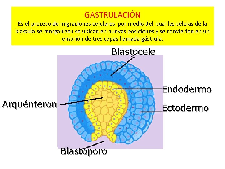 GASTRULACIN Es el proceso de migraciones celulares por