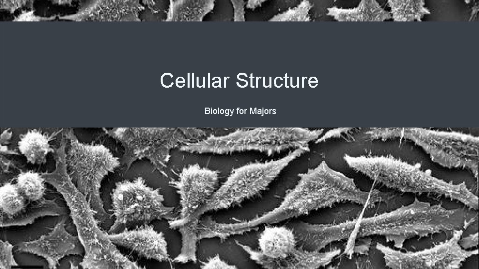 Cellular Structure Biology for Majors Microscopy A microscope