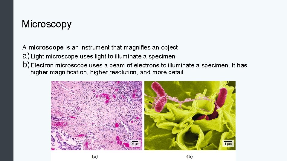 Cellular Structure Biology for Majors Microscopy A microscope