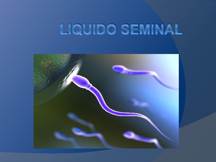 LIQUIDO SEMINAL SEMEN es el conjunto de espermatozoides