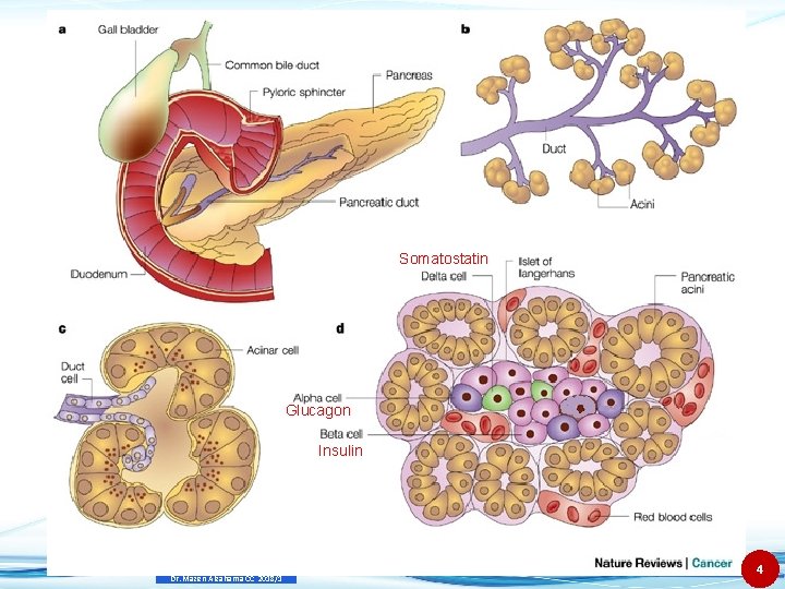 Pancreatic Function Lecture 19 Dr Mazen Alzaharna CC