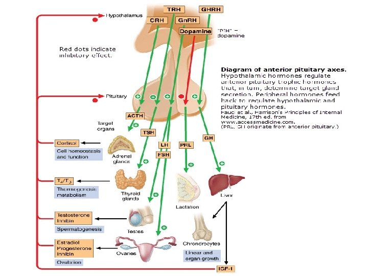 Hypopituitarism Dr Mousa Tuwati Alfakhri Anatomy Pituitary gland