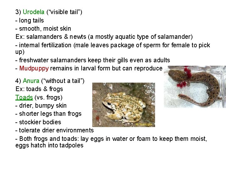 Amphibians Reptiles Objectives 1 Distinguish between ectotherms endotherms