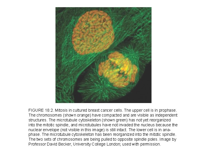 FIGURE 18 1 Stages of mitosis One pair