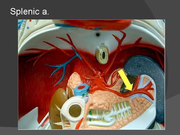 CARDIOVASCULAR MAJOR ARTERIES Neck Head Brain Aorta Brachiocephalic