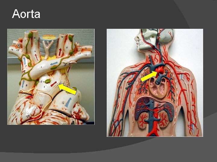 CARDIOVASCULAR MAJOR ARTERIES Neck Head Brain Aorta Brachiocephalic