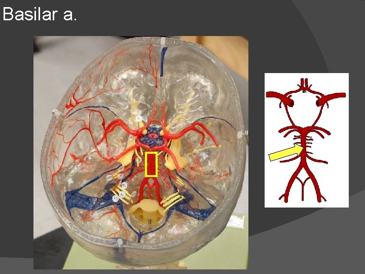 CARDIOVASCULAR MAJOR ARTERIES Neck Head Brain Aorta Brachiocephalic