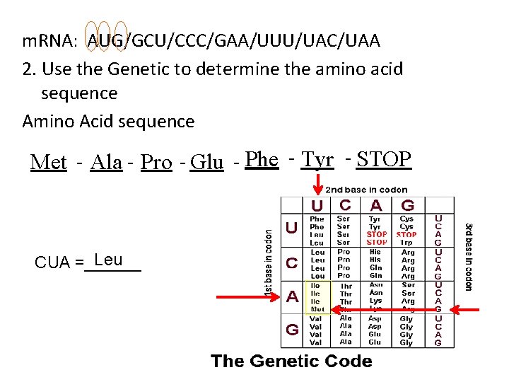 RNA Intro to Protein Synthesis NOTES 12 RNA