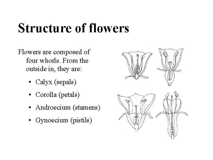 FLOWERS Notes for Biology 2410 at Utah State