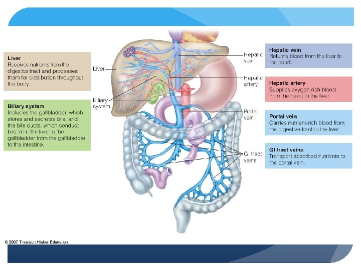 Liver Gallbladder Exocrine Pancreas KNH 411 Pathophysiology of