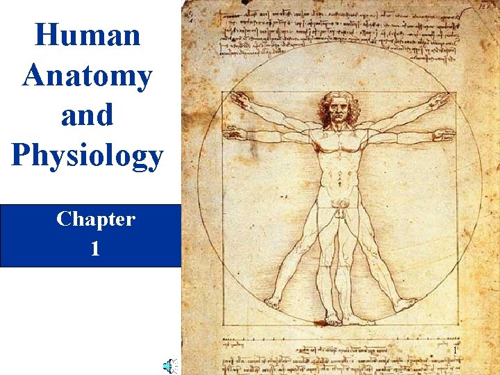 Human Anatomy and Physiology Chapter 1 1 Hints