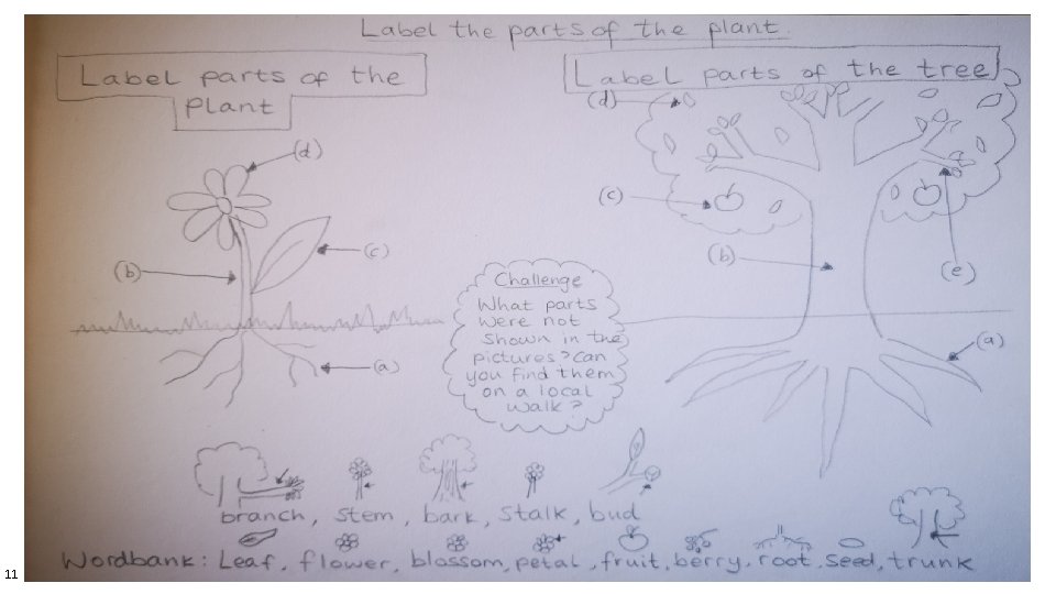 Plants Identify the parts of a plant Year