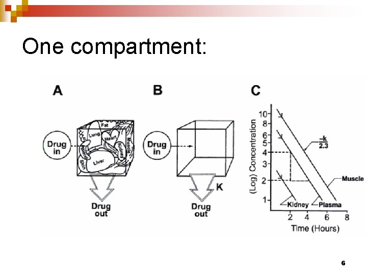 One Compartment Open Model IV bolus Dr Mohammad