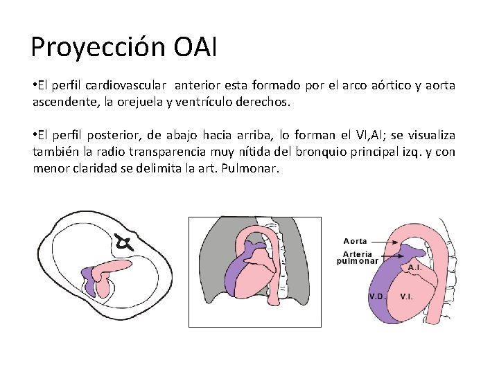 RADIOLOGIA DEL CORAZON Interpretar las diferentes proyecciones radiolgicas