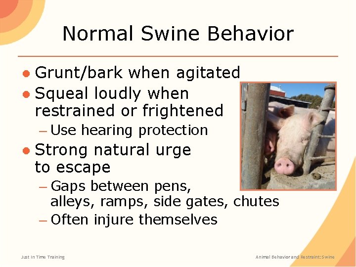 Animal Behavior Restraint Swine BEHAVIOR Just In Time