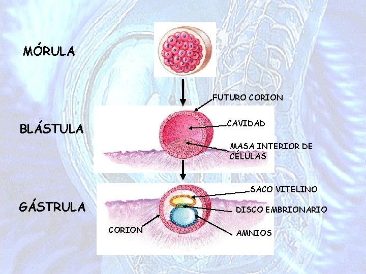 DESARROLLO EMBRIONARI O INDIRECTO Metamorfosis DESARROLLO Amnios DIRECTO