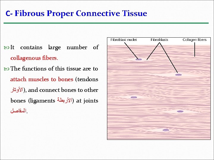 Animal Tissues 1 Histology is the study of