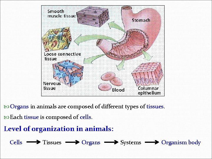 Animal Tissues 1 Histology is the study of