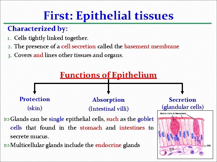 Animal Tissues 1 Histology is the study of