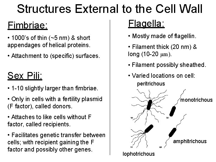Structure and Function of Prokaryotes Structures External to