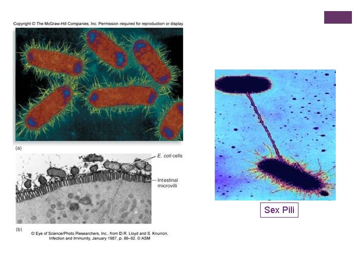 BACTERIA CLS 311 Basic Bacteriology Mrs Amany Ahmed