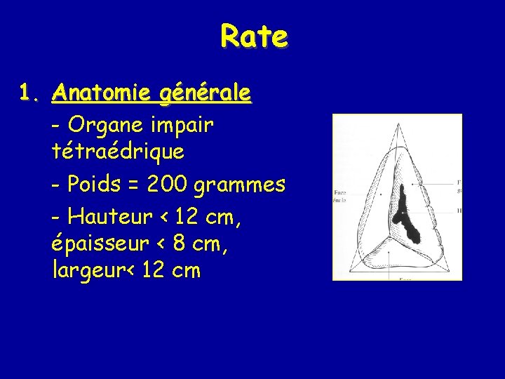 Imagerie de la rate DCEM 1 Imagerie de