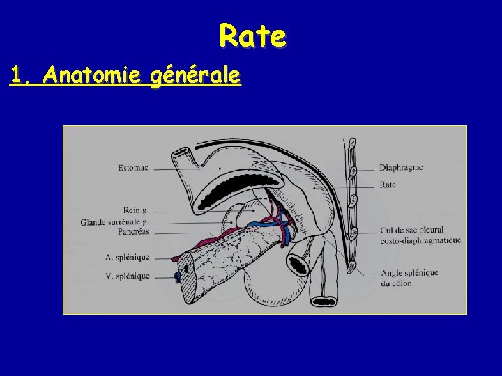 Imagerie de la rate DCEM 1 Imagerie de