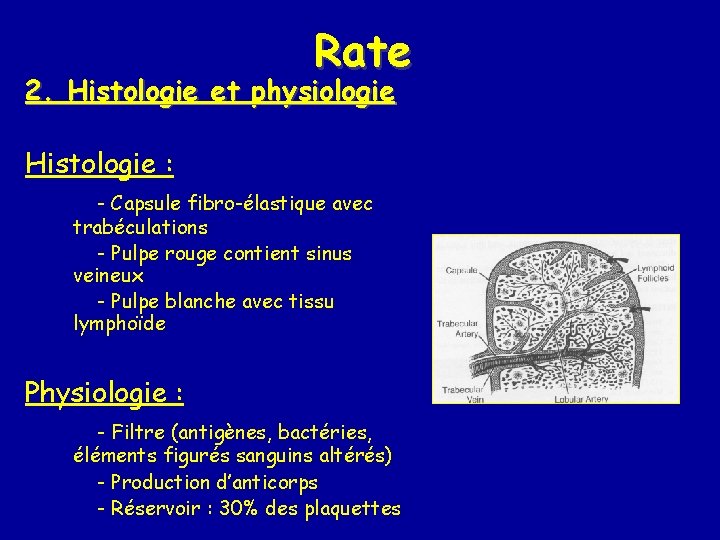 Imagerie de la rate DCEM 1 Imagerie de
