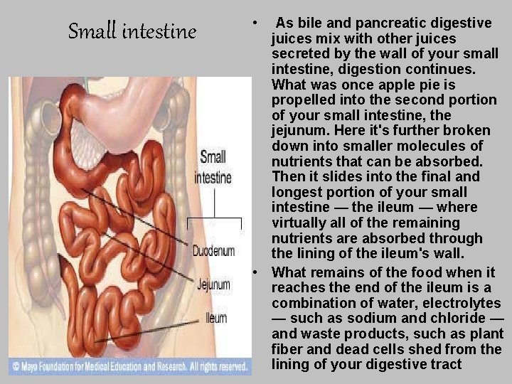 Functions of the Digestive System Digestion mechanical and