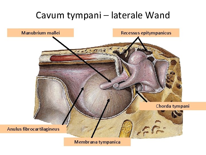 20 Gehr und Gleichgewichtsorgan Csaba Dvid ziemlich viele