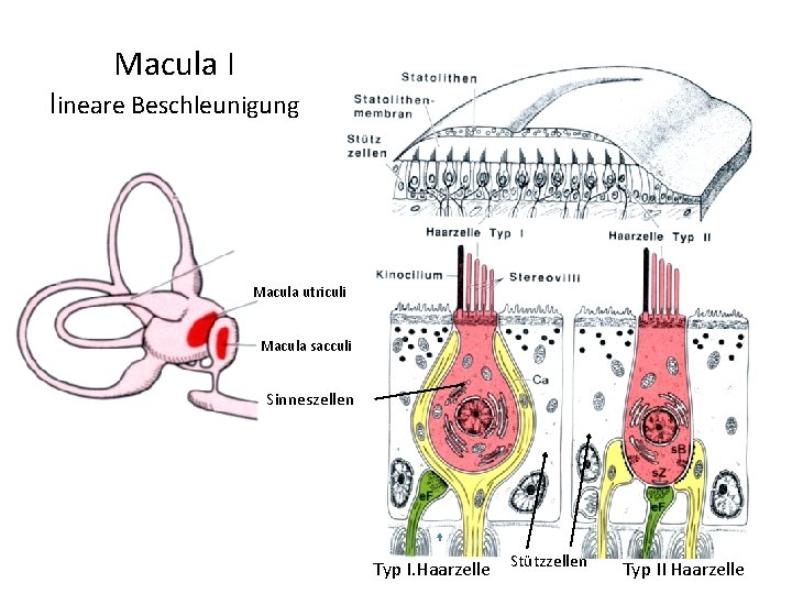 20 Gehr und Gleichgewichtsorgan Csaba Dvid ziemlich viele