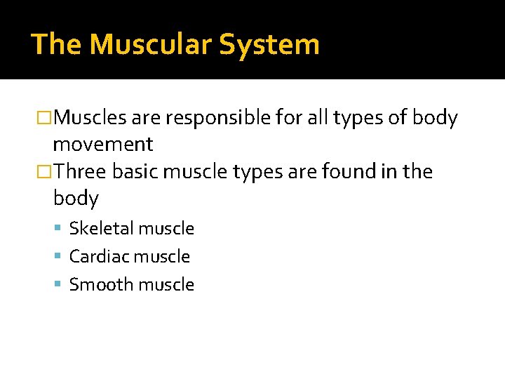 Movement The Muscular System Muscles are responsible for