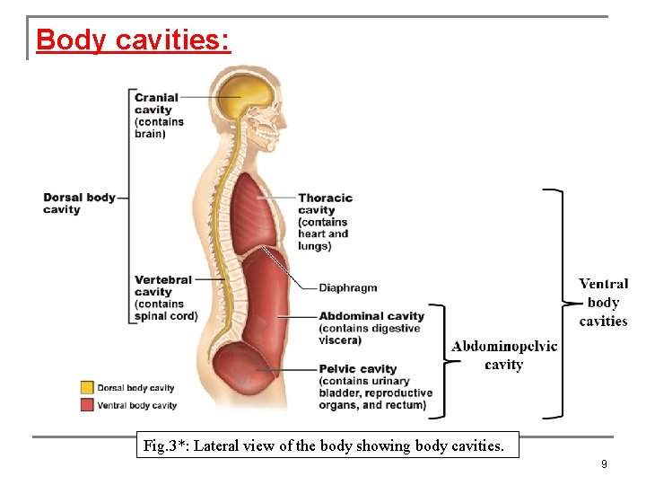 The Digestive System 1 Definitions The Digestive System