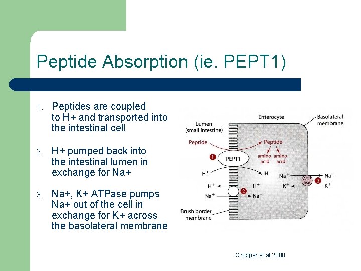 Metabolisme Protein Lecture 9 l Amino acid digestion