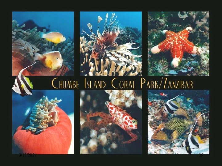 Ecotourism saving coral reefs What can make it