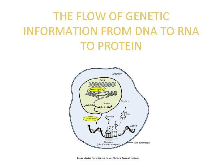 THE FLOW OF GENETIC INFORMATION FROM DNA TO